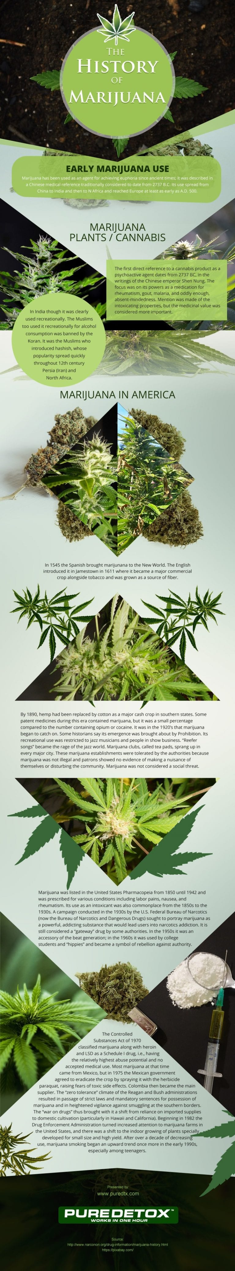 The History of Marijuana Infographic
